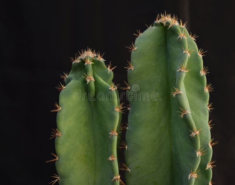 Green Cactus with Sharp Spines. Stock Image - Image of summer, leaf ...