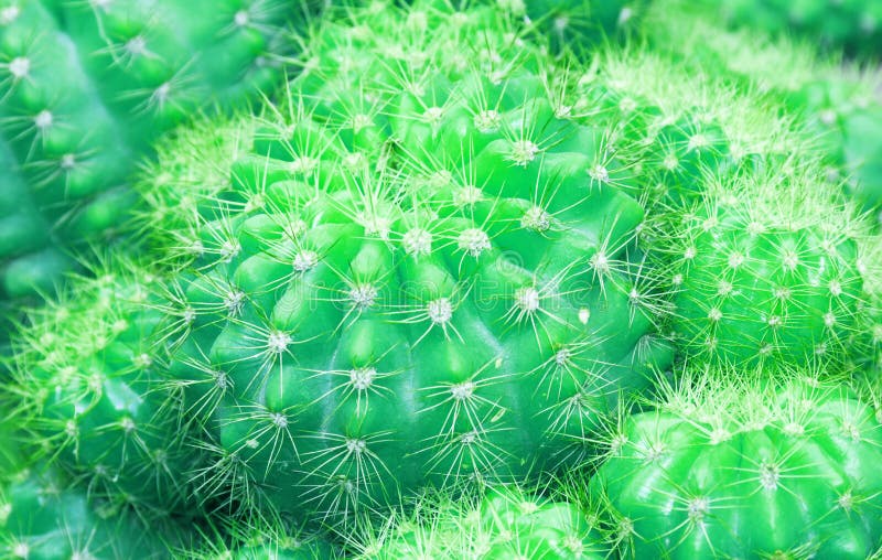 Green Cactus with Sharp Thorn, Cactus Background Stock Photo - Image of ...