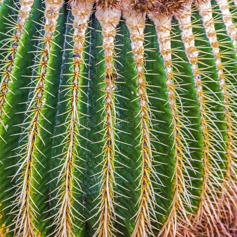 Sharp Thorn Plant Growing in Sunny Brown Field. Macro Image Stock Photo ...