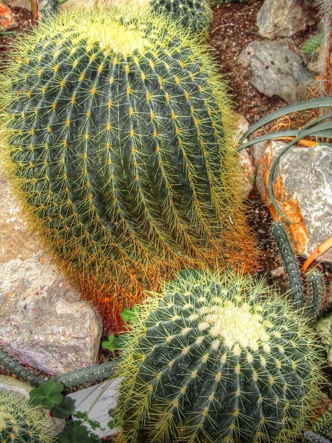 Green Cactus with Short Thin Spines Stock Photo - Image of indoore ...