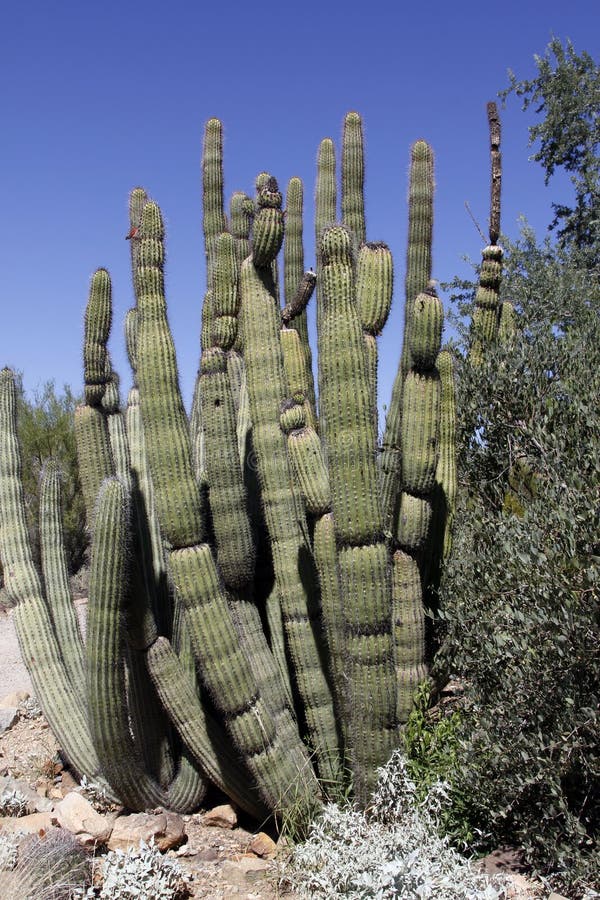 Green cactus stock photo. Image of flower, ball, ground - 53324620