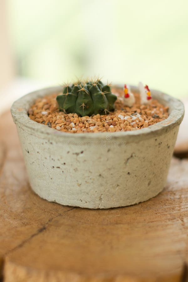 Green cactus in soft focus stock photo. Image of decoration - 108442174