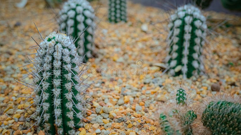 Green Cactus on the Soil Covered with Small Stone Stock Image - Image ...