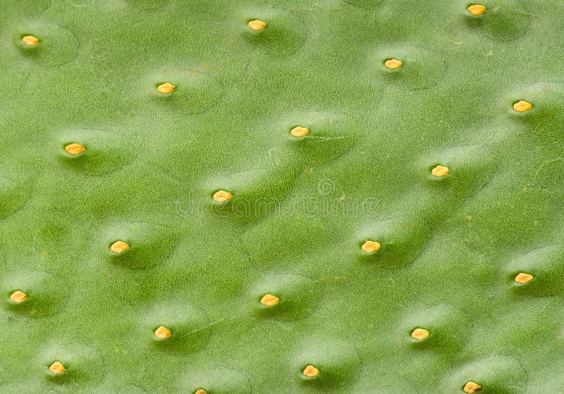 Green cactus texture stock photo. Image of botany, green - 28126716