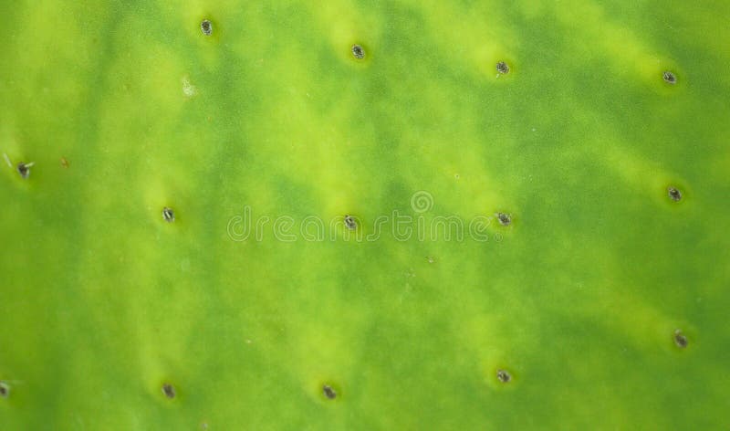 Green Cactus Texture Background Abstract Stock Photo - Image of ...