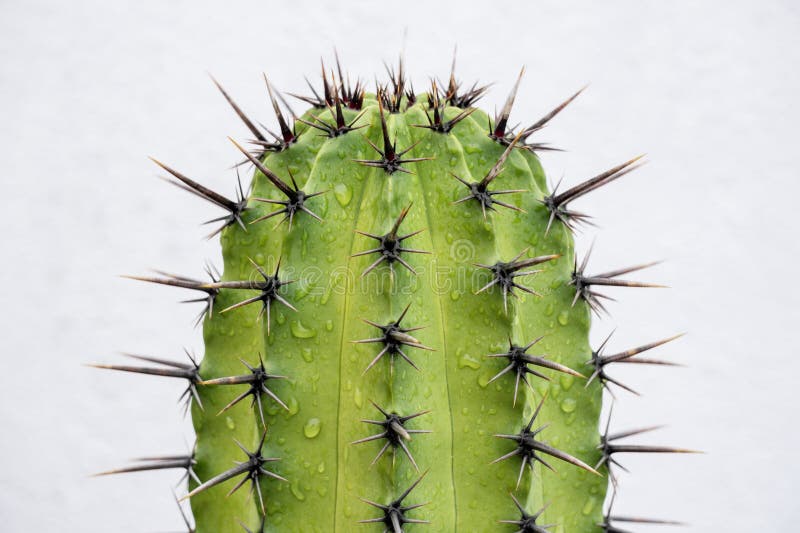Green Cactus with Thorns and Drops of Dew Close Up on a White ...