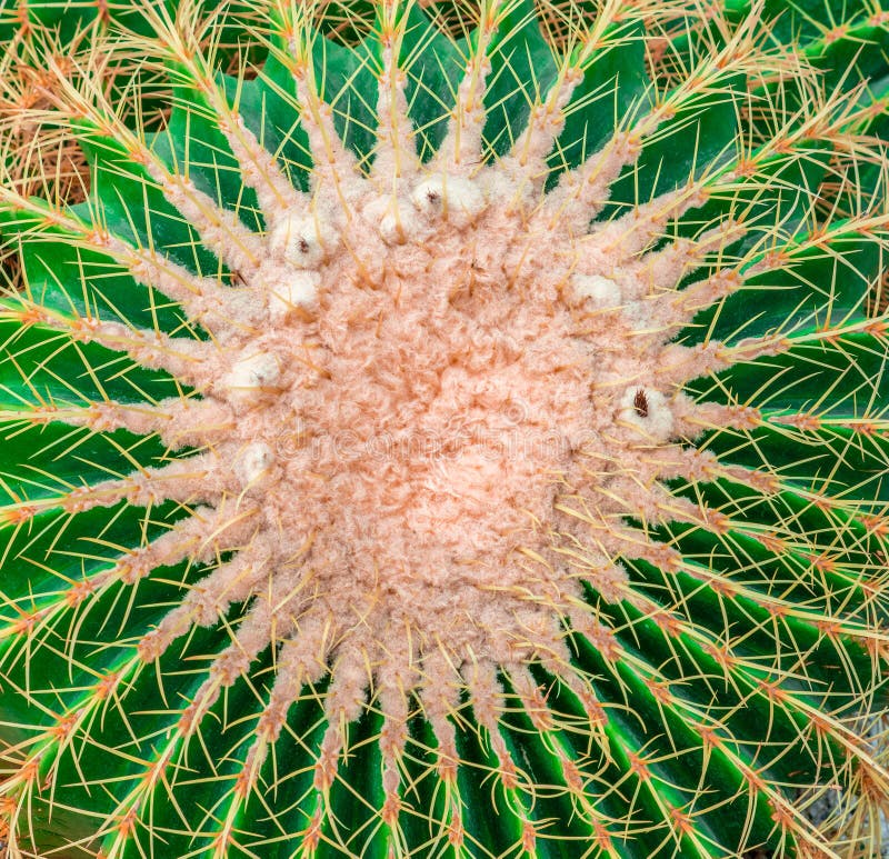 Green Cactus top view stock image. Image of plant, grow - 155071319