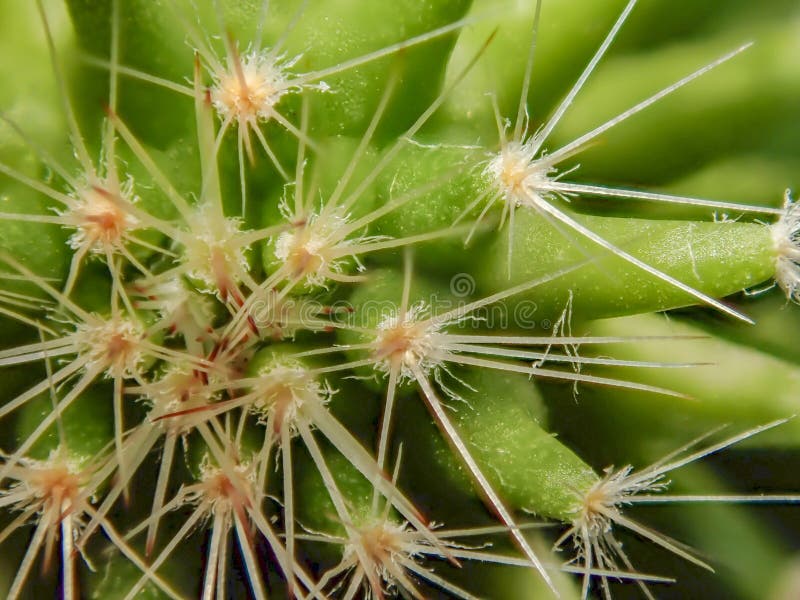 Green Cactus Top View Soft Focus. Macro Photography. Stock Image ...