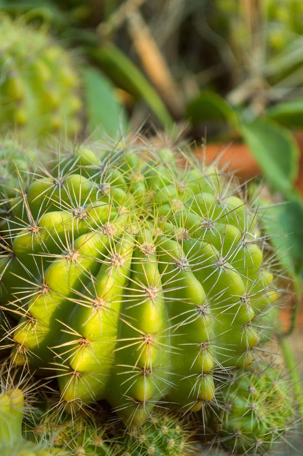 Green cactus tree stock photo. Image of cactus, green - 57275746