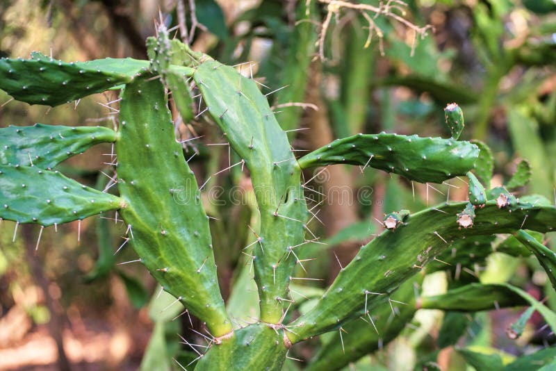 Green cactus tree stock image. Image of growth, nature - 234724121