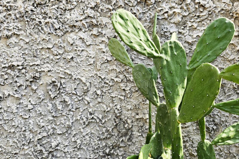 Green Cactus Trees with Stucco Wall Background Stock Photo - Image of ...