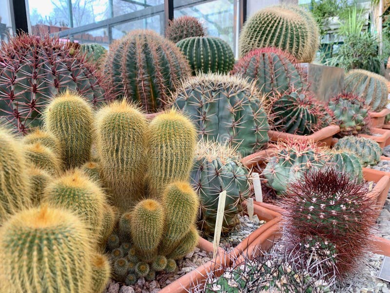Green Cactus with Very Sharp Spines. Stock Photo - Image of nature ...