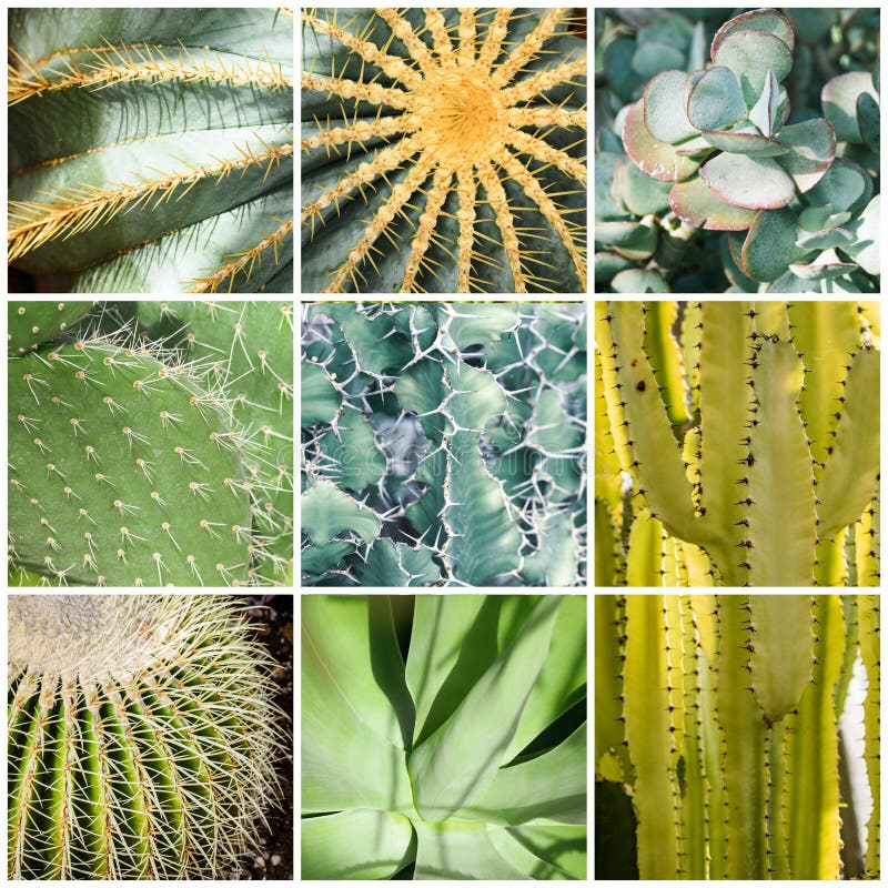 Green Cactuses Square Collage Stock Image - Image of isolated ...