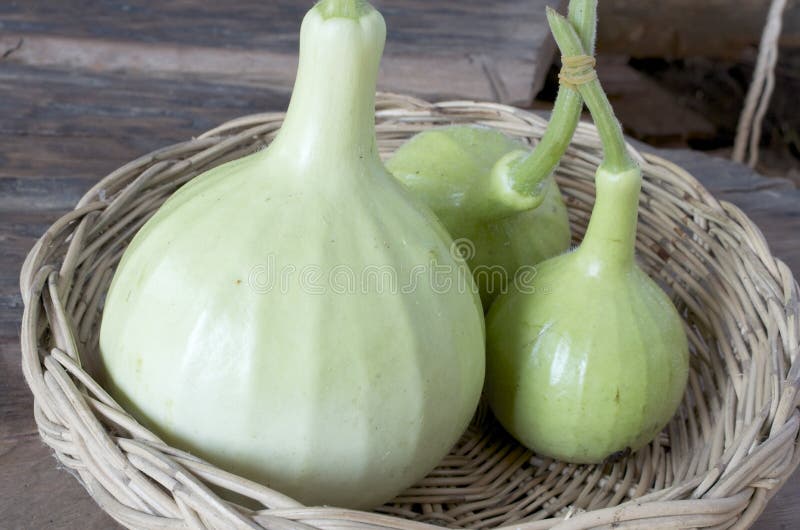 Green Calabash vegetable stock image. Image of ripe, fresh - 14593141
