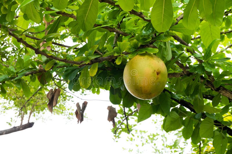 Green Calabash Fruit on Natural Calabash Tree, Bottle Gourd or Vine ...