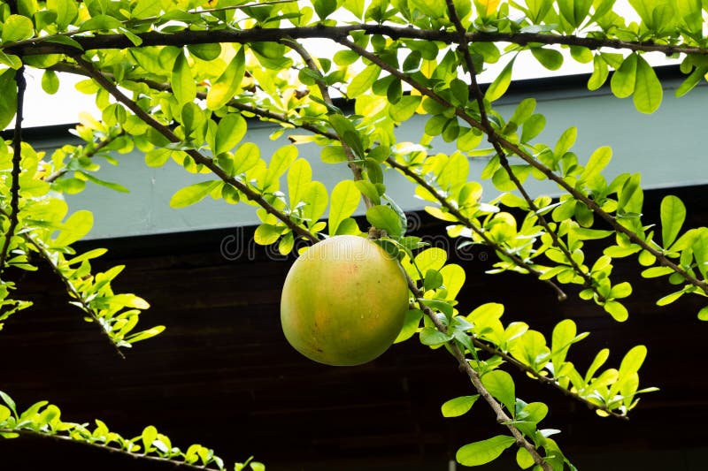Green Calabash Fruit on Natural Calabash Tree, Bottle Gourd or Vine ...