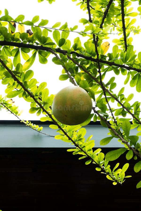 Green Calabash Fruit on Natural Calabash Tree, Bottle Gourd or Vine ...