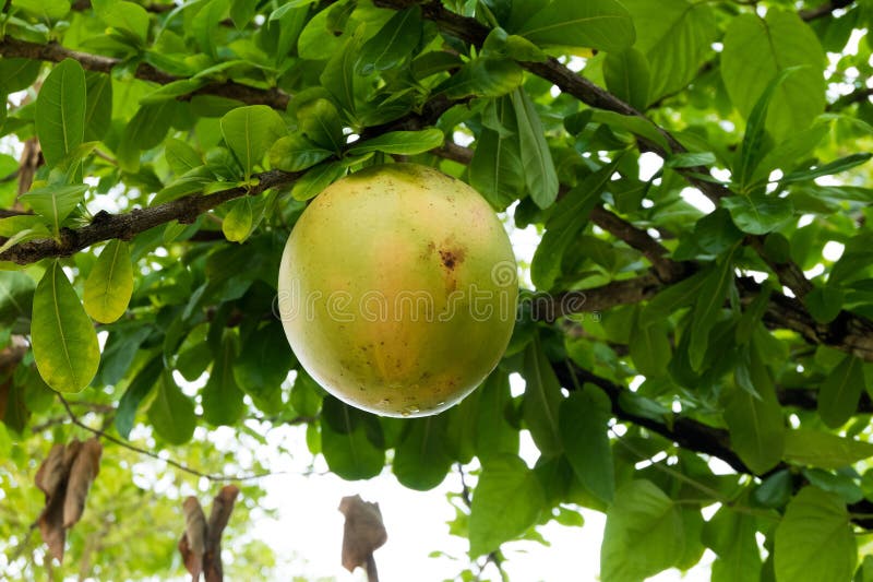 Green Calabash Fruit on Natural Calabash Tree, Bottle Gourd or Vine ...
