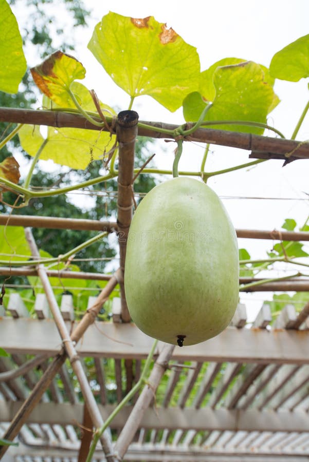 Calabash Tree stock photo. Image of cujete, native, flowering - 92016982