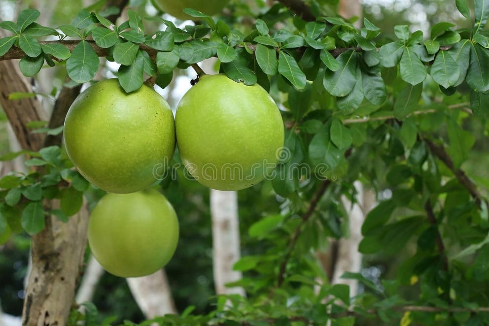 Green calabash tree stock photo. Image of wild, color - 49359326