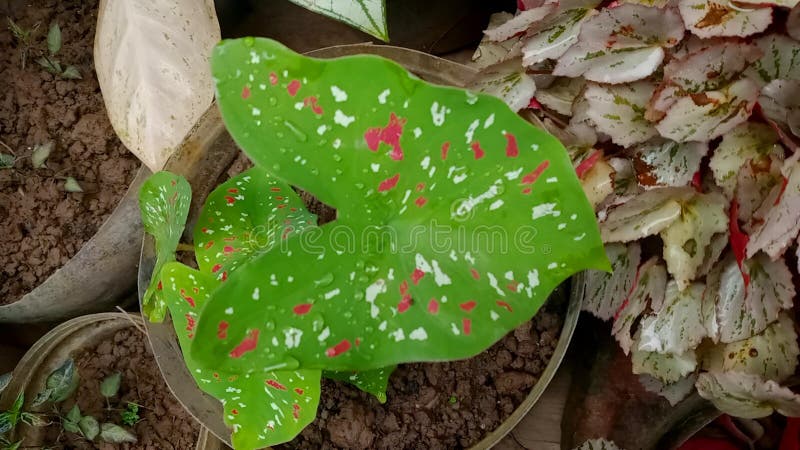 The Green Caladium Bicolor Ornamental Plant is Planted in a Pot Stock ...