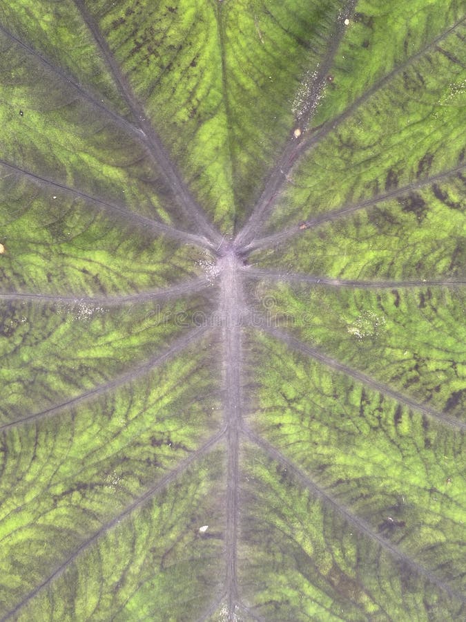 Green Caladium Bicolor Leaf Texture. Abstract Background Stock Photo ...