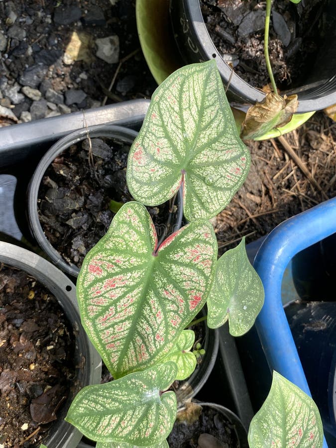 Green Caladium Bicolor Leaves in the Garden Stock Photo - Image of ...