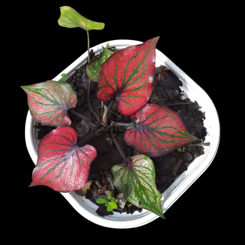 Green Caladium Bicolor Plant, Flora in Foliage Stock Image - Image of ...