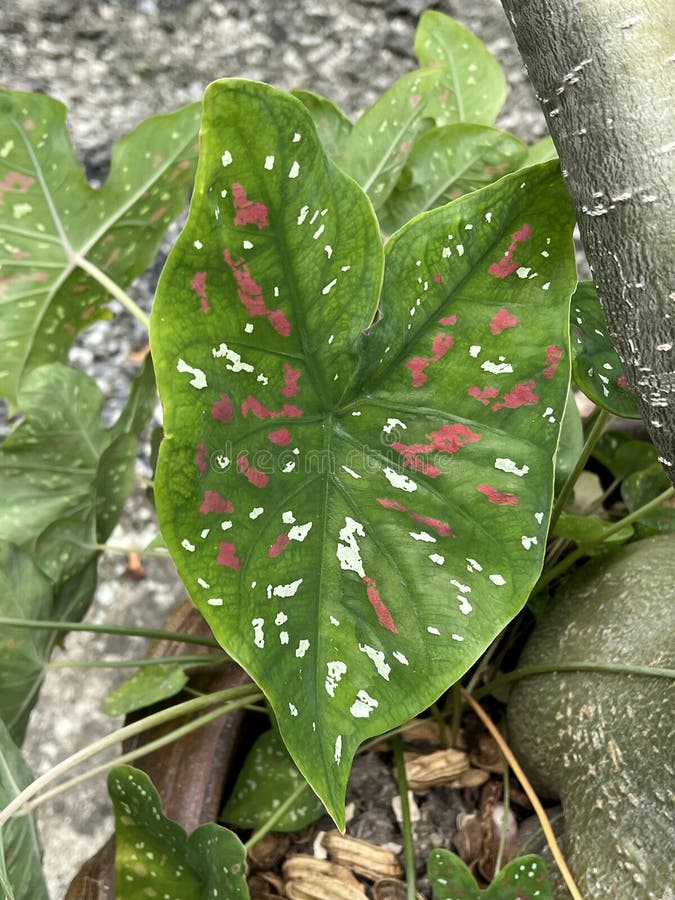Green Caladium Bicolor Plant with Red Leaf Stock Photo - Image of ...