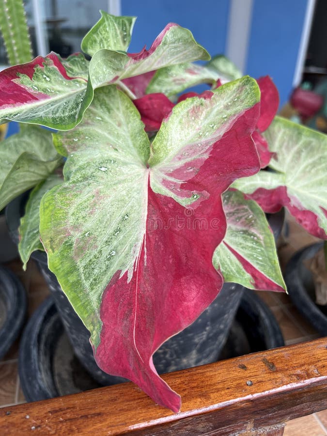 Green Caladium Bicolor in Pot Stock Photo - Image of bicolor, bloom ...