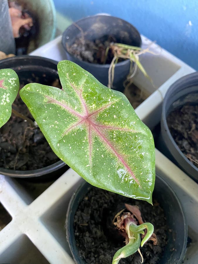 Green Caladium Bicolor in a Pot Stock Photo - Image of flora, garden ...