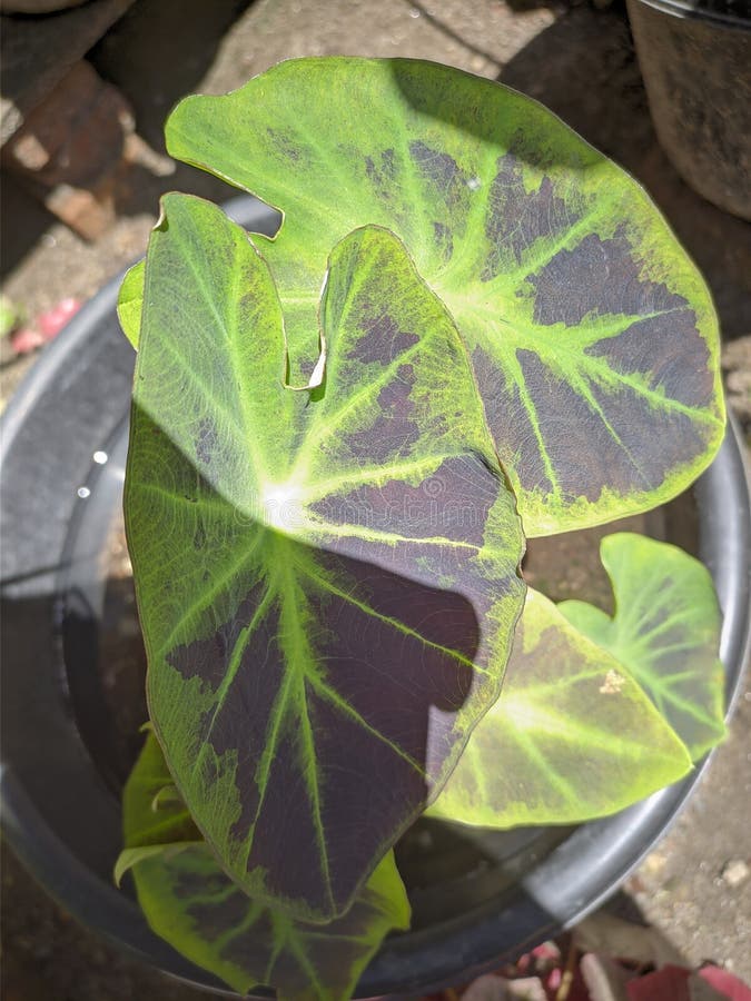 Green Caladium that Grows Beautifully in the Garden Stock Photo - Image ...