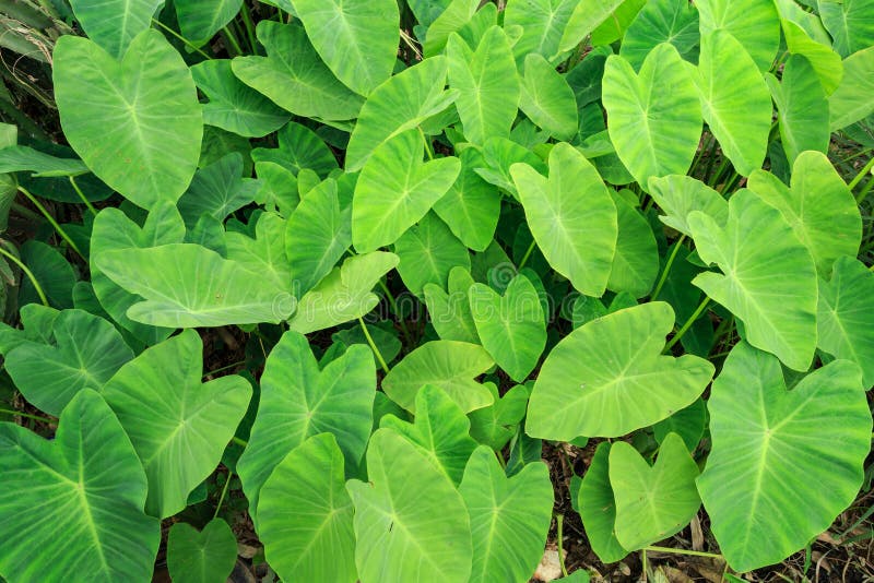 Green Caladium Plant Forest. Stock Image - Image of radial, nature ...