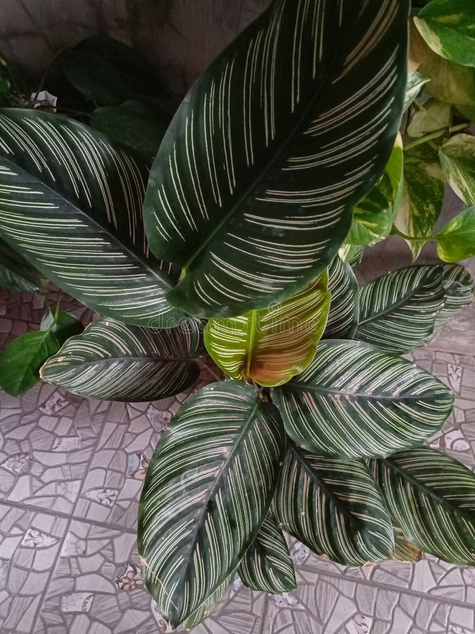 Green Calathea Flowers Bloom Bringing Shade Stock Photo - Image of ...