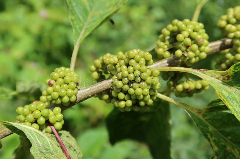 Green Callicarpa Berries in Florida Nature, Closeup Stock Photo - Image ...