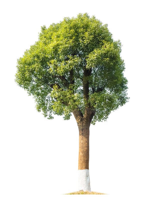 Green camphor tree stock photo. Image of evergreen, summer - 49486846