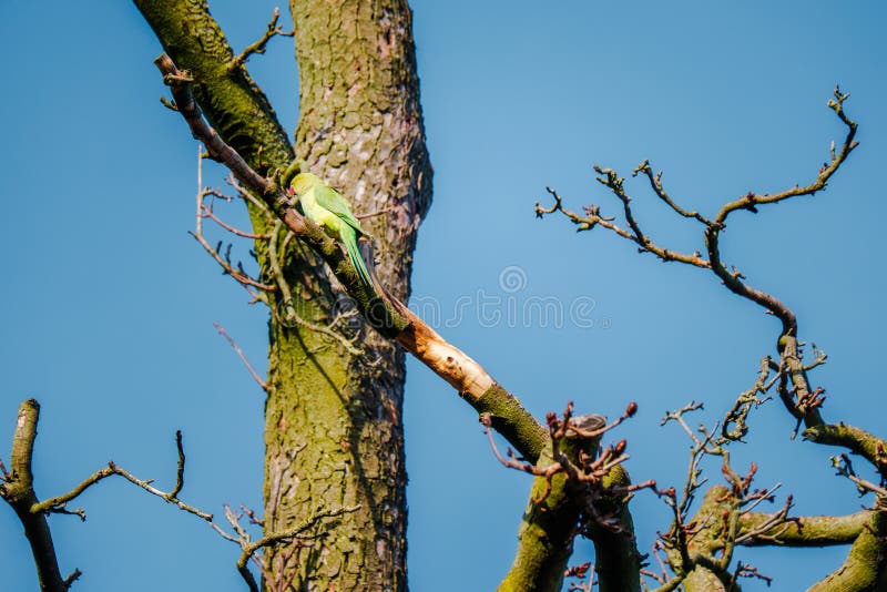 Green Canary on Tree, Birds Stock Photo - Image of park, flora: 305182008
