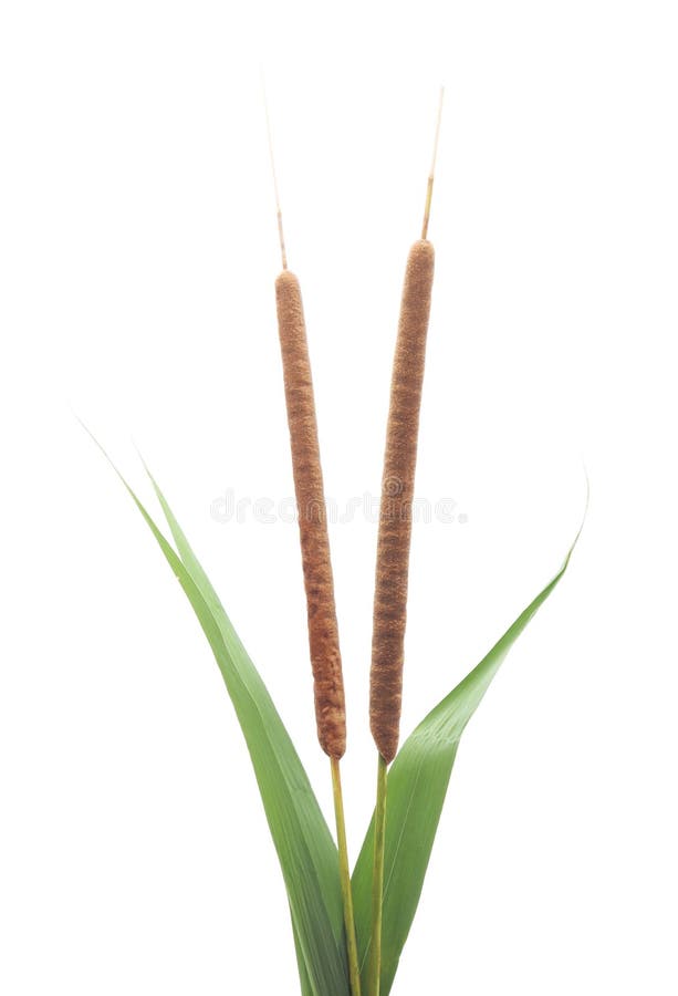 Green cane. stock image. Image of cane, leaf, group, color - 57534693