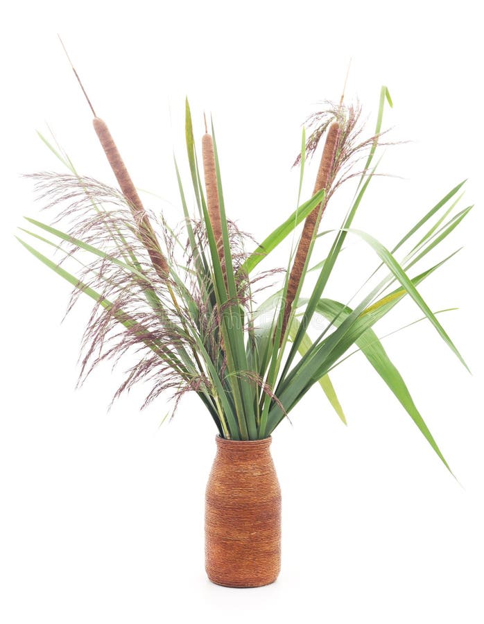 Green cane. stock image. Image of cane, leaf, group, color - 57534693