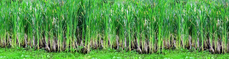 Green Cane on Countryside Swamp in Spring Stock Photo - Image of ...