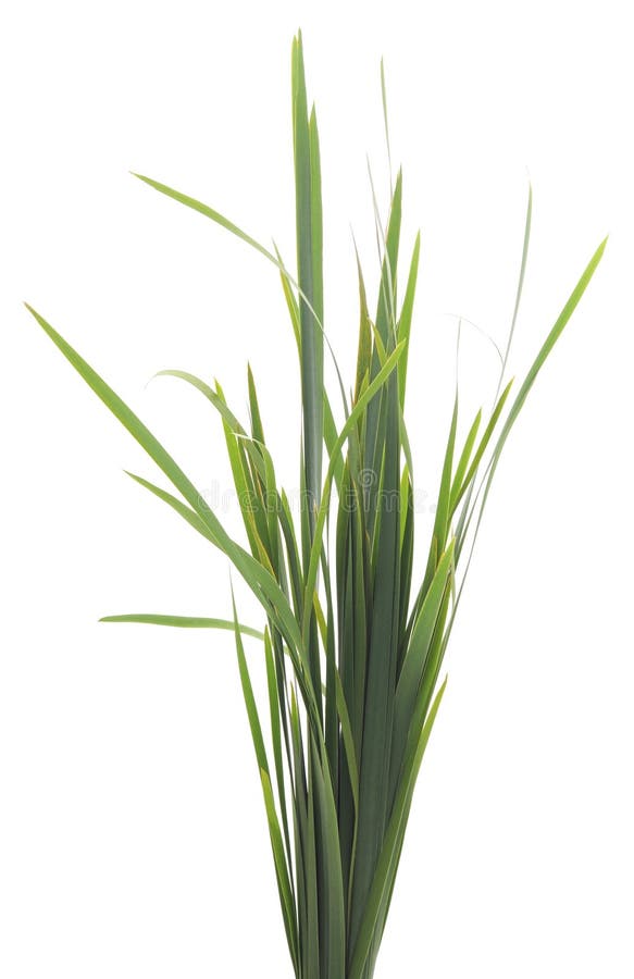 Green cane. stock image. Image of cane, leaf, group, color - 57534693