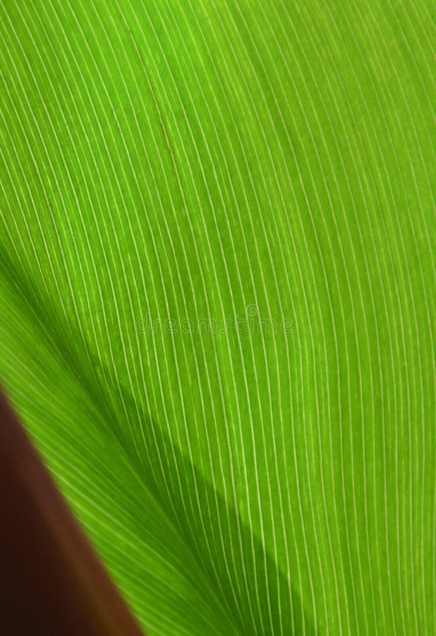 A green canna lily leaf stock photo. Image of sunlight - 255255858