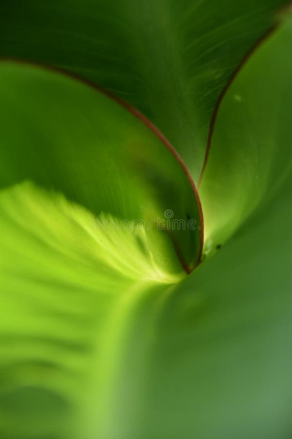 A green canna lily leaf stock photo. Image of south - 261110650