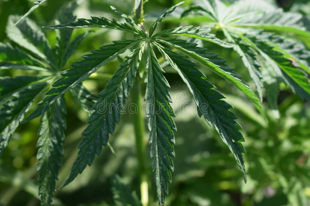 Green cannabis leaf stock photo. Image of summer, cannabis - 93754064