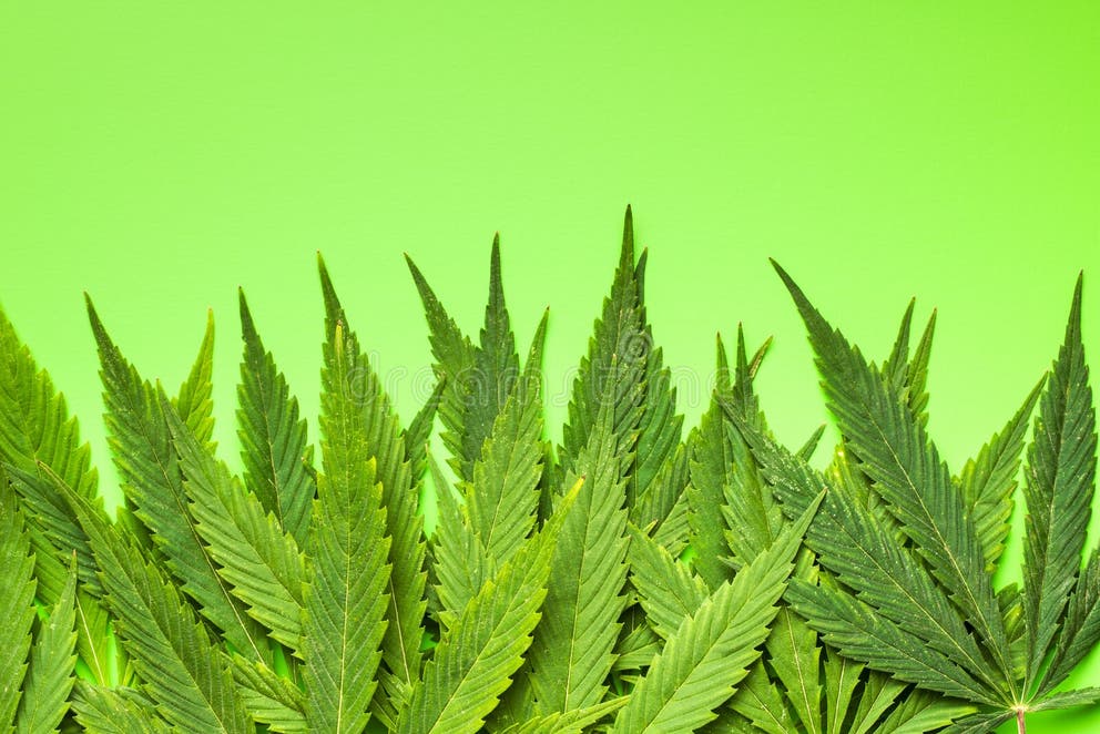Green cannabis leaves. stock image. Image of illegal - 124205355