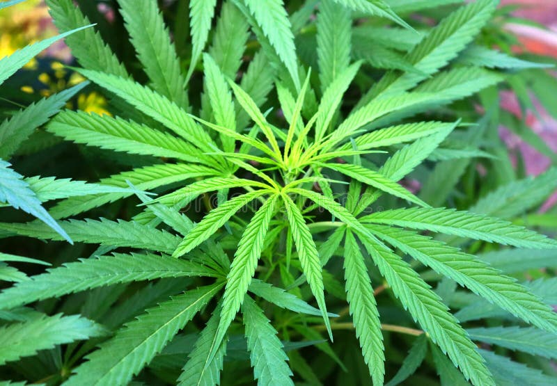 Green Cannabis Leaves, Cannabis Bush Stock Photo - Image of medicine ...