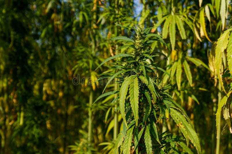 Green Cannabis Marijuana Plant in Field Stock Photo - Image of ...