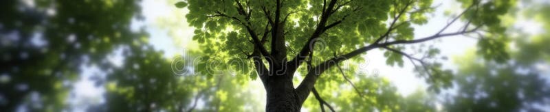 Green Canopy Above a Single Rubber Tree with Slender Stem, Stem ...
