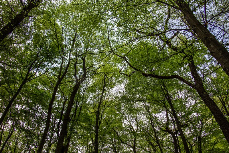 Green Canopy of Deciduous Trees in Summer Stock Photo - Image of canopy ...