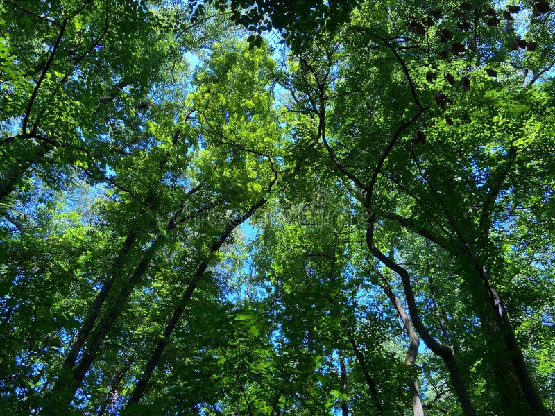 June Lush Ferns stock photo. Image of summer, nature - 14702558